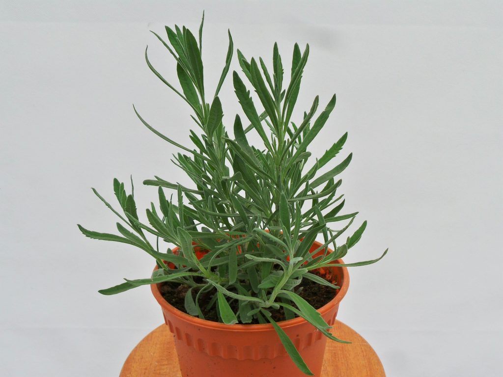 Lavender – www.daun.com.my