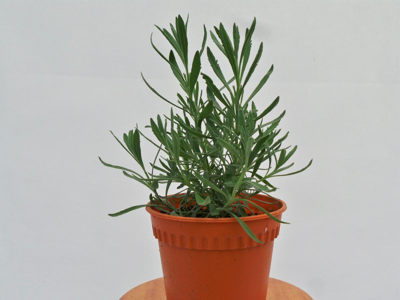 Lavender – www.daun.com.my