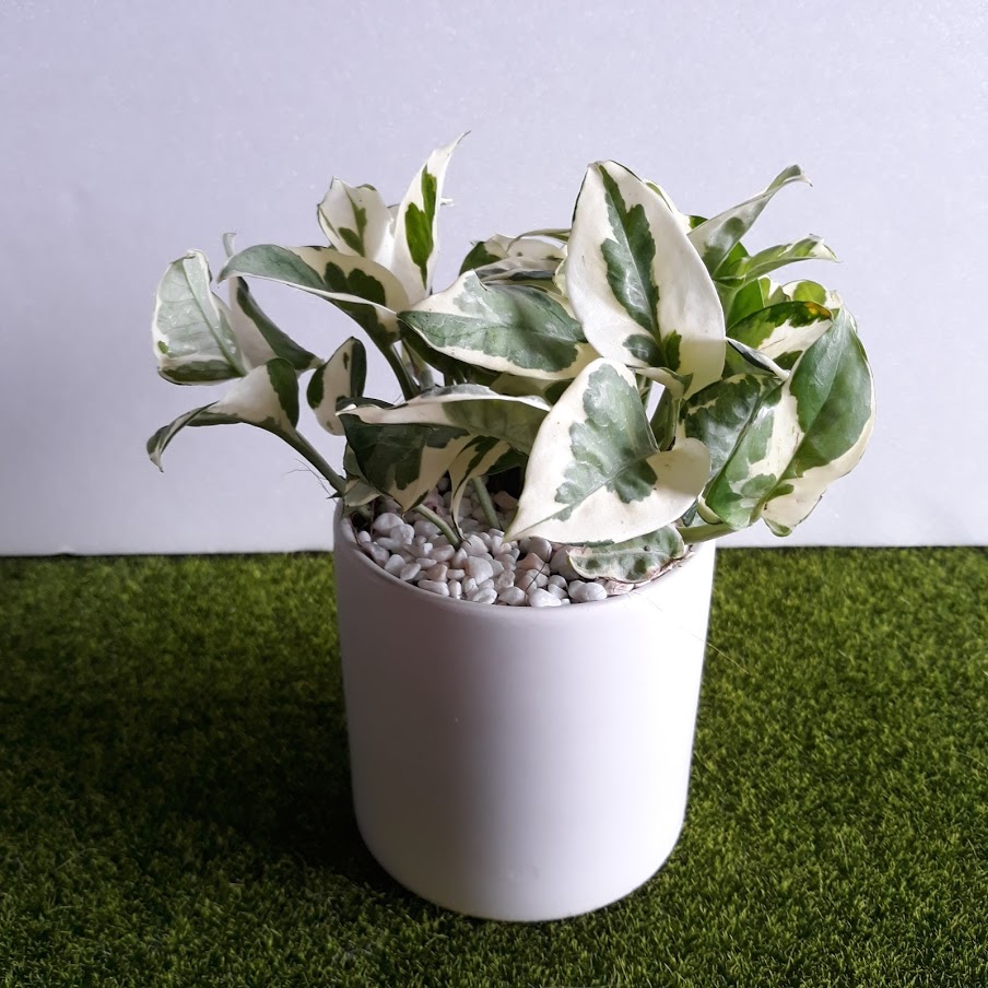 20170916_114612 – www.daun.com.my