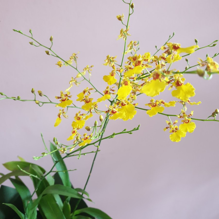 Golden Shower Oncidium Orchid – www.daun.com.my