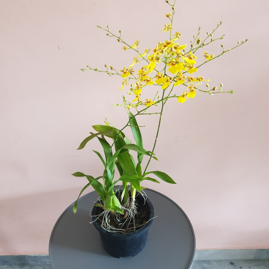 Golden Shower Oncidium Orchid – www.daun.com.my