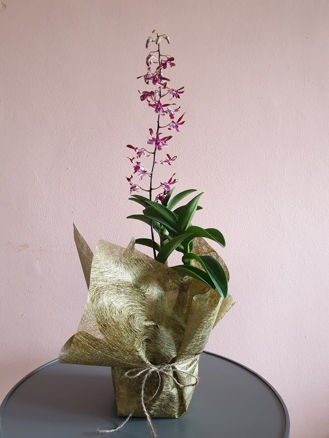 Antelope Dendrobium Orchid – www.daun.com.my