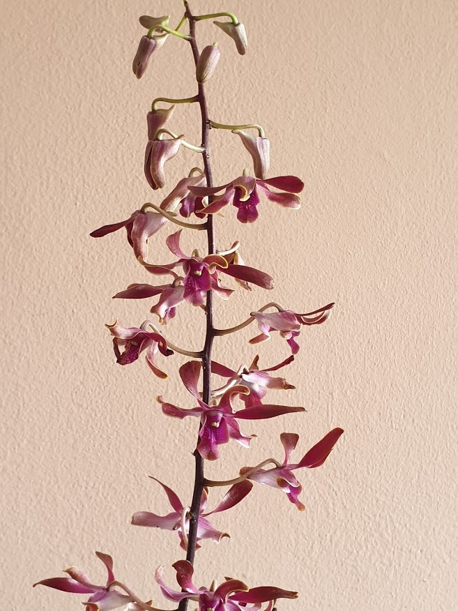 Antelope Dendrobium Orchid – www.daun.com.my